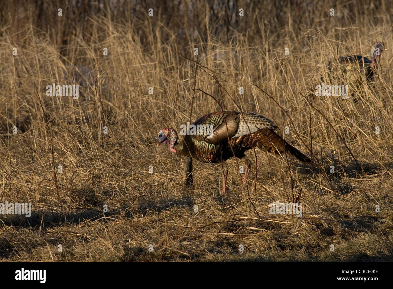Male wild turkey in spring Stock Photo - Alamy