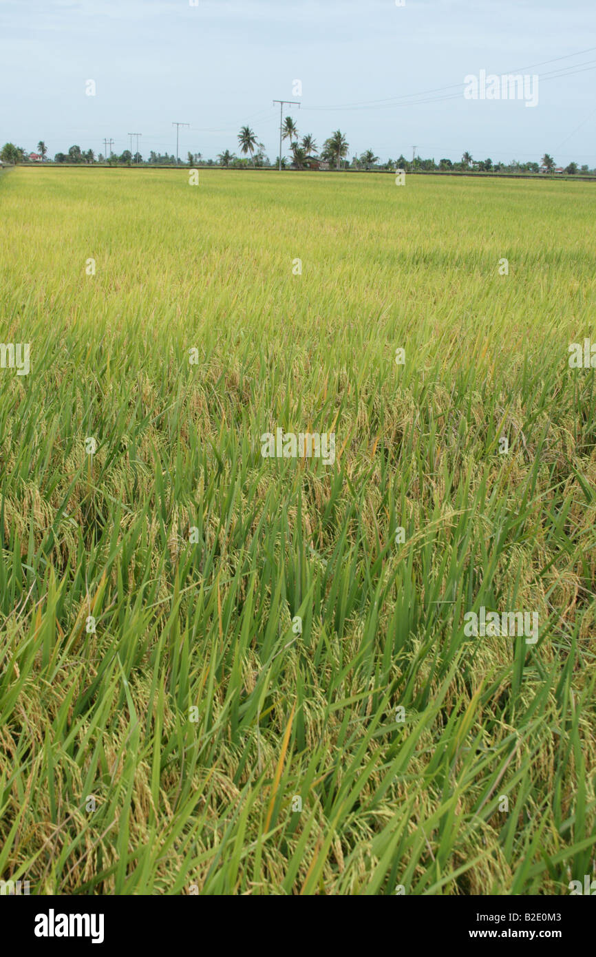 Malaysia rice field hi-res stock photography and images - Alamy