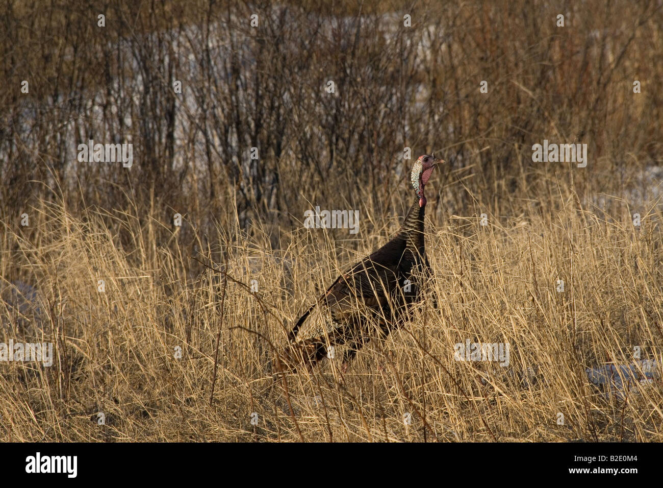 Jake eastern wild turkey in spring Stock Photo - Alamy