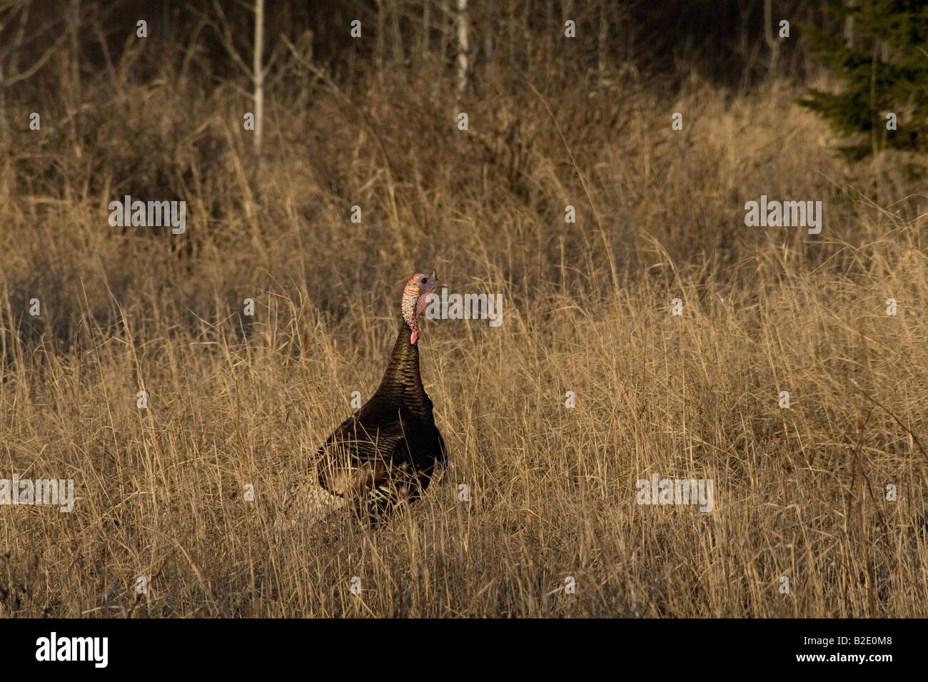 Jake eastern wild turkey in spring Stock Photo - Alamy