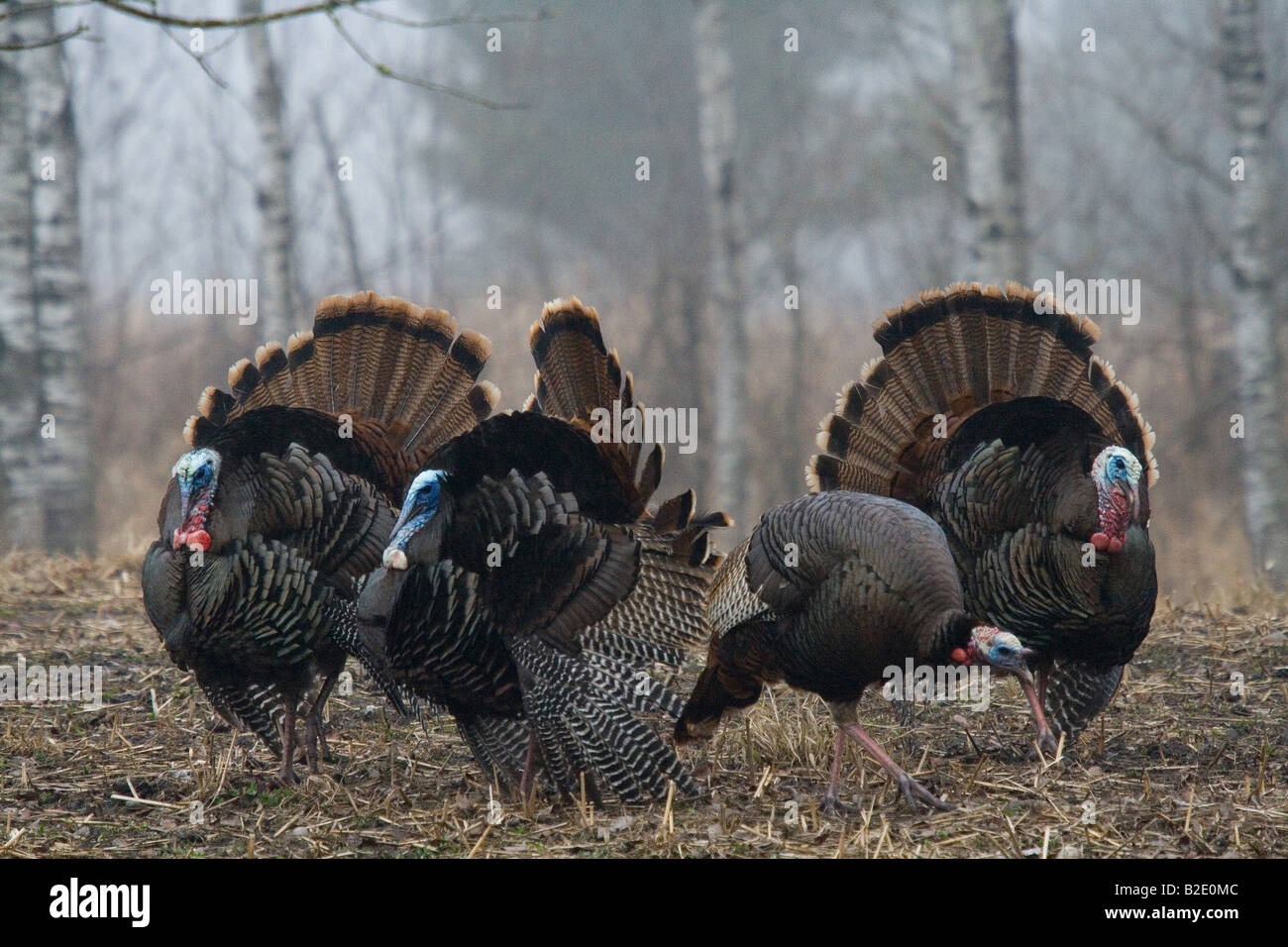 Jake eastern wild turkey in spring Stock Photo - Alamy