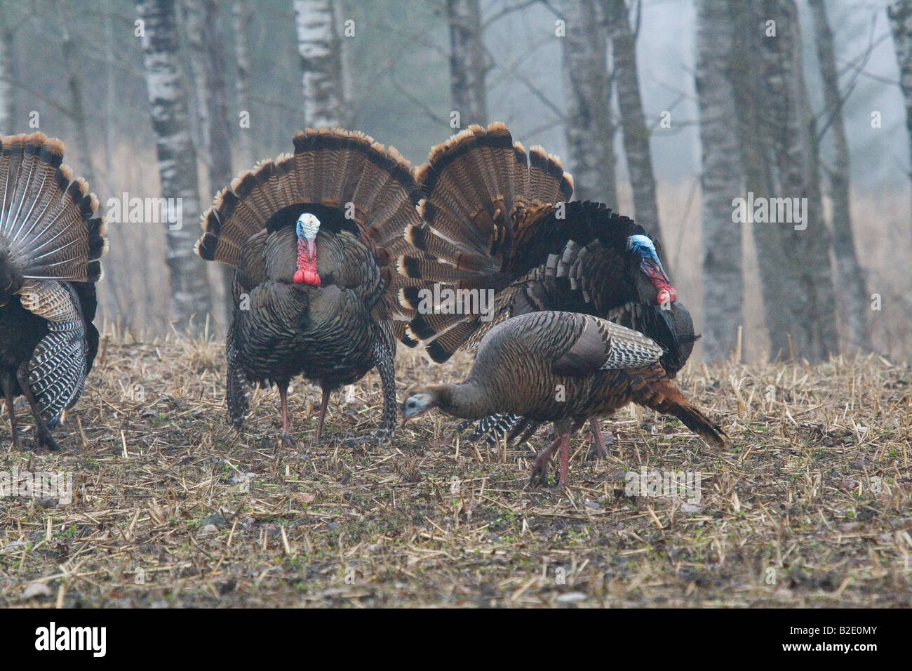 Jake eastern wild turkey in spring Stock Photo - Alamy