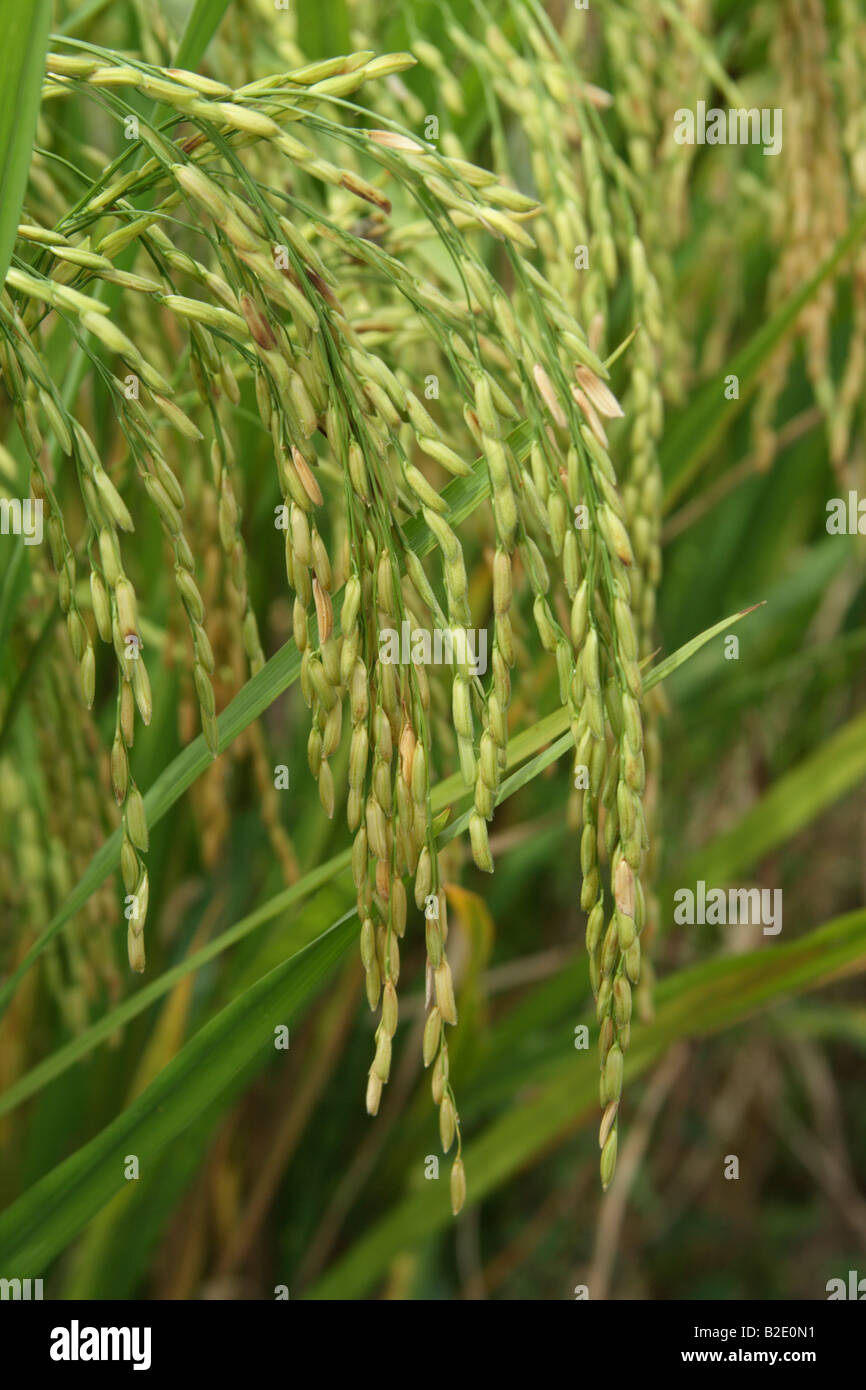 ripening rice stalks Stock Photo - Alamy