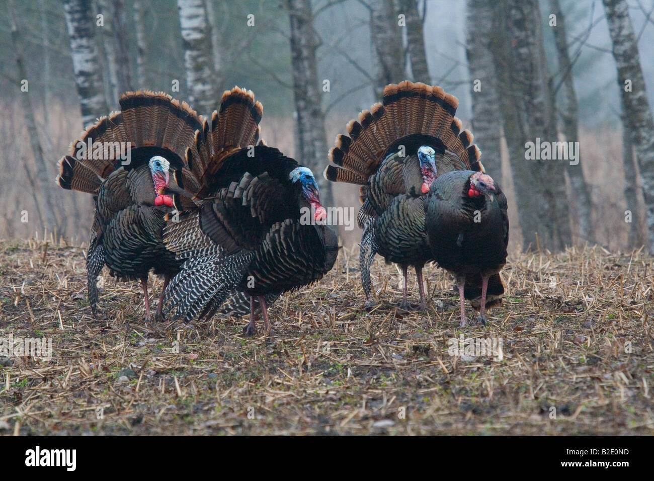 Jake eastern wild turkey in spring Stock Photo - Alamy