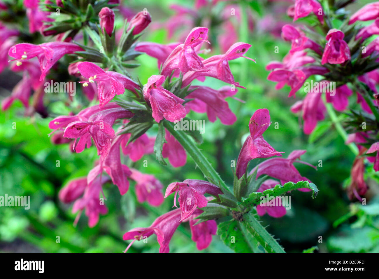 STACHYS THUNBERGII DANIELLE Stock Photo - Alamy