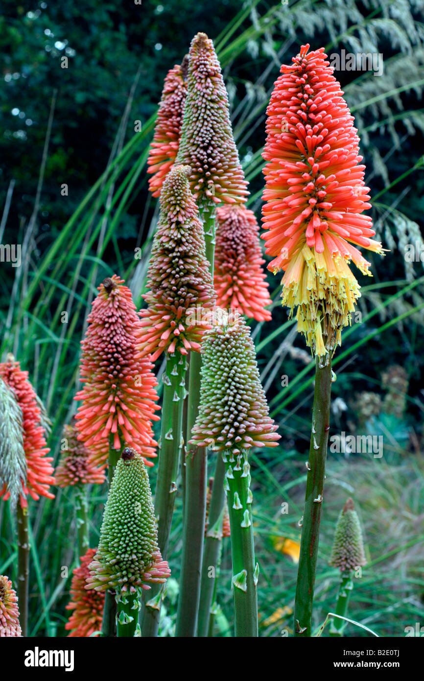 Kniphofia summer hi-res stock photography and images - Alamy