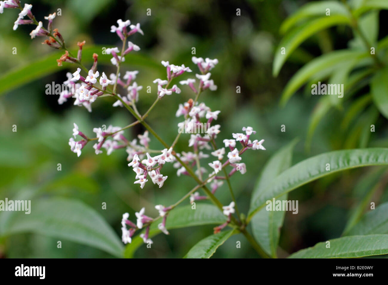 Lippia citriodora lemon verbena flower white silver cream aromatic herb ...