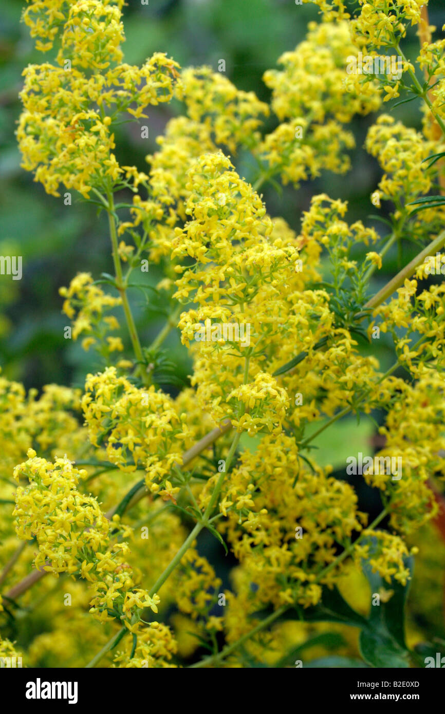 GALLIUM VERNUM LADY S BEDSTRAW GROWING IN A DEVON HEDGE Stock Photo - Alamy
