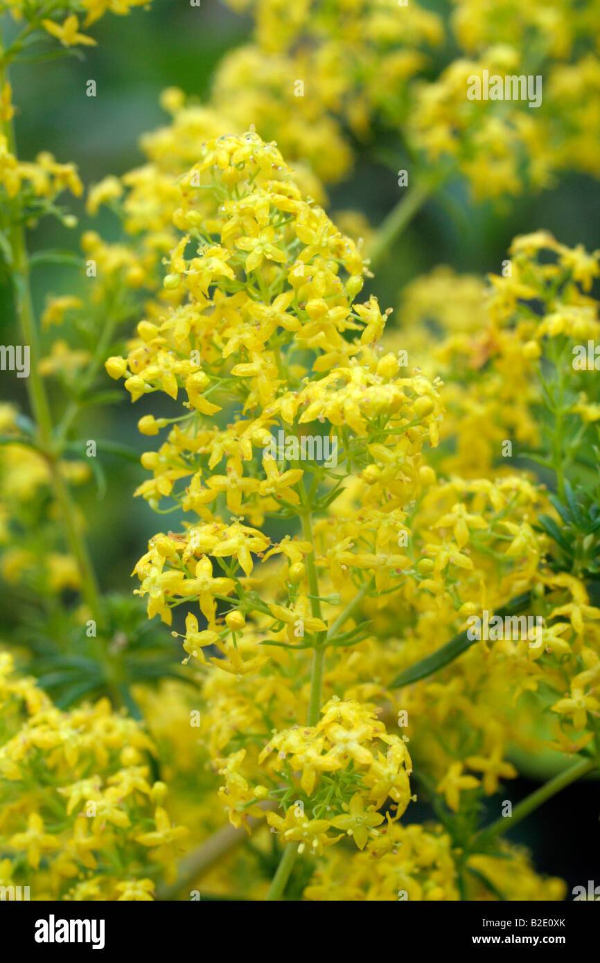 GALLIUM VERNUM LADY S BEDSTRAW GROWING IN A DEVON HEDGE Stock Photo - Alamy