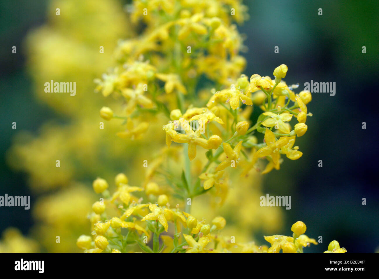 GALLIUM VERNUM LADY S BEDSTRAW GROWING IN A DEVON HEDGE Stock Photo - Alamy
