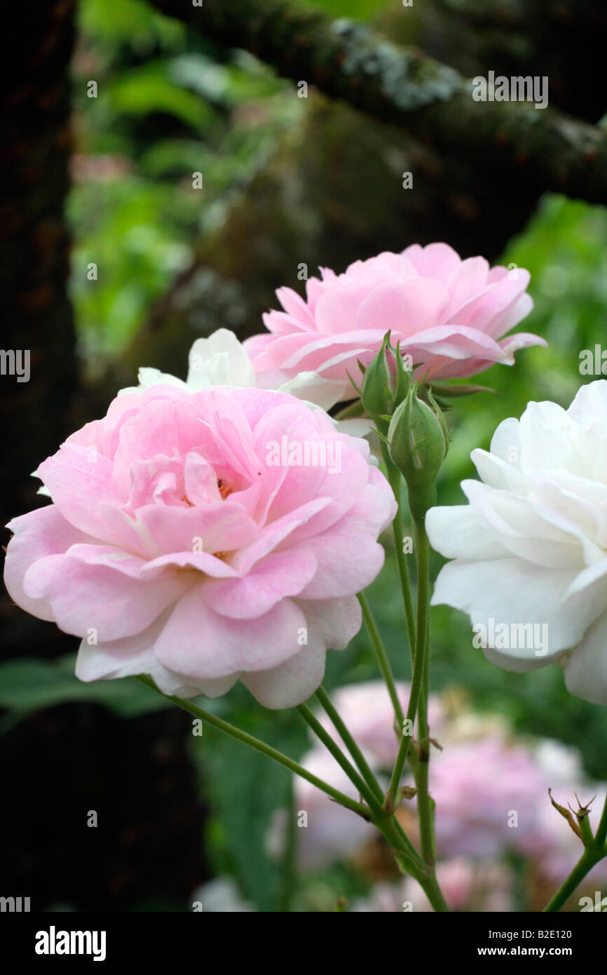 ROSA BLUSH NOISETTE RAMBLER OR SHRUB ROSE Stock Photo - Alamy
