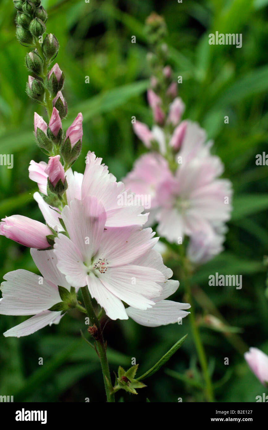 Sidalcea Elsie Heugh Stock Photos & Sidalcea Elsie Heugh Stock Images ...