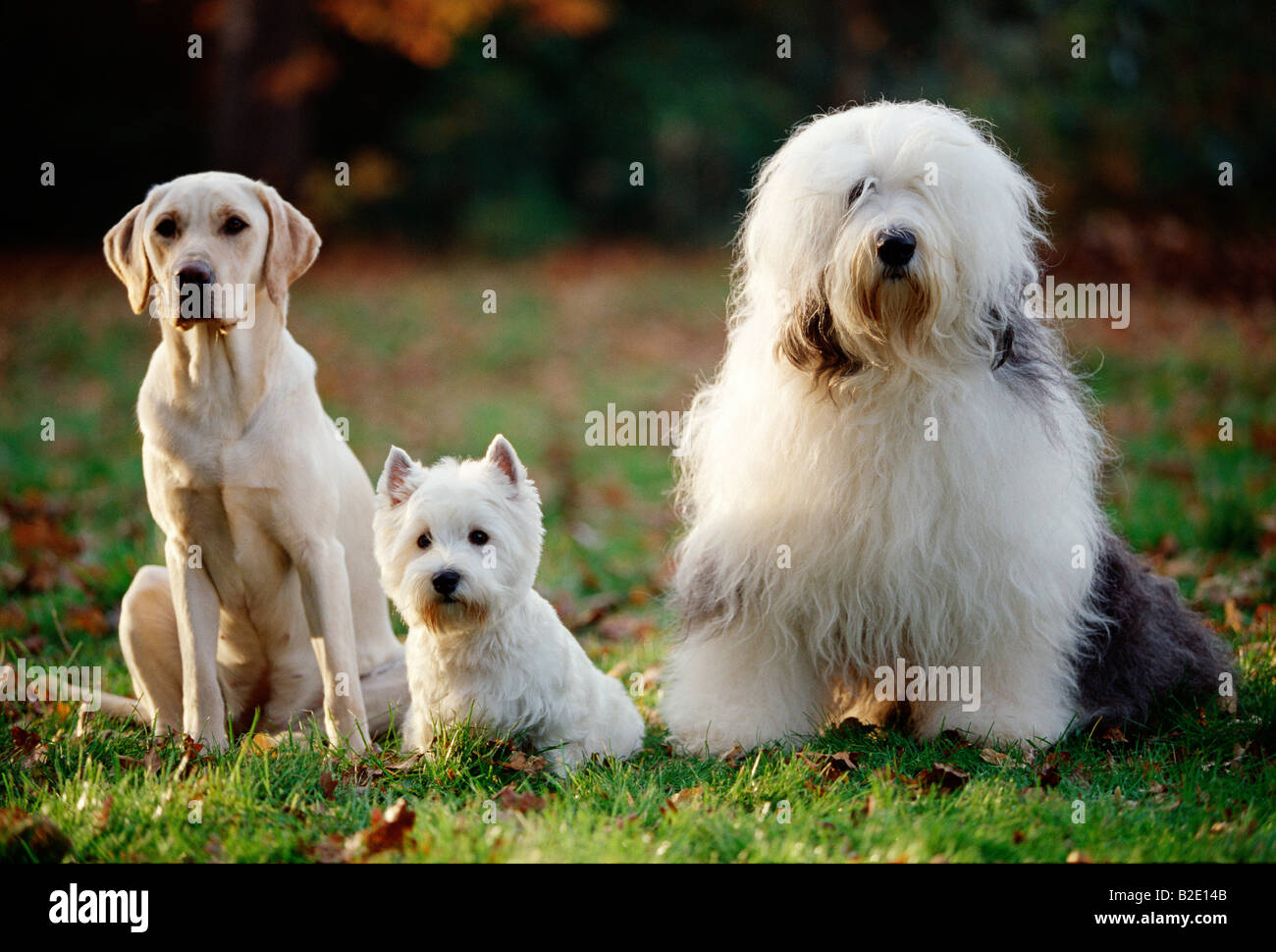 Three dogs Stock Photo - Alamy