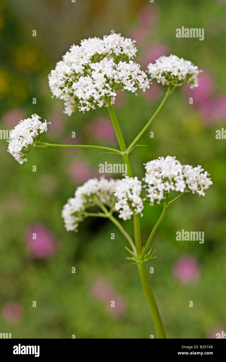 Valerian blooms hi-res stock photography and images - Alamy