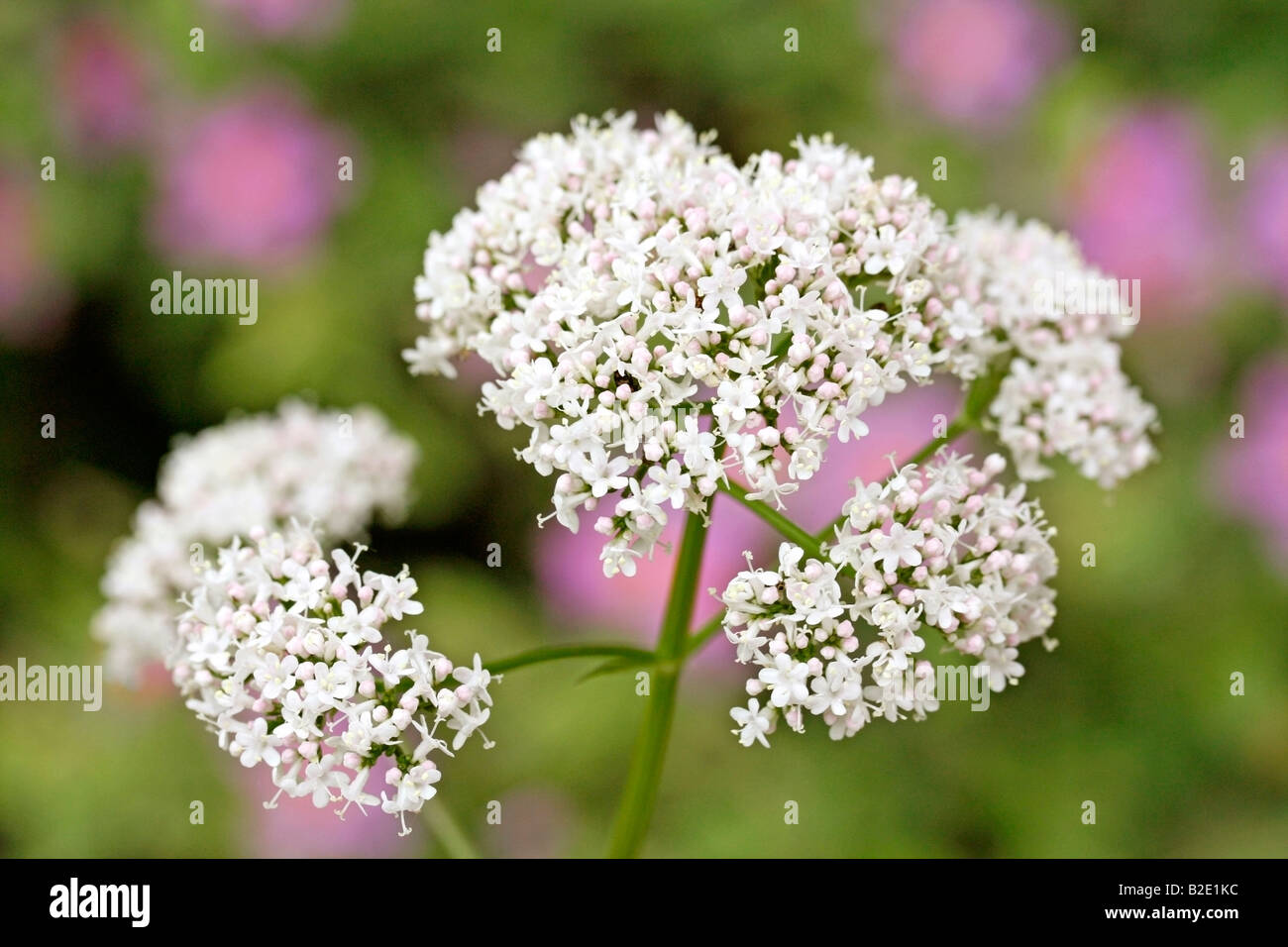 Valerian plants horizontal hi-res stock photography and images - Alamy