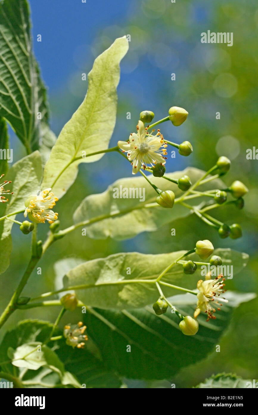 Lime tree hi-res stock photography and images - Alamy