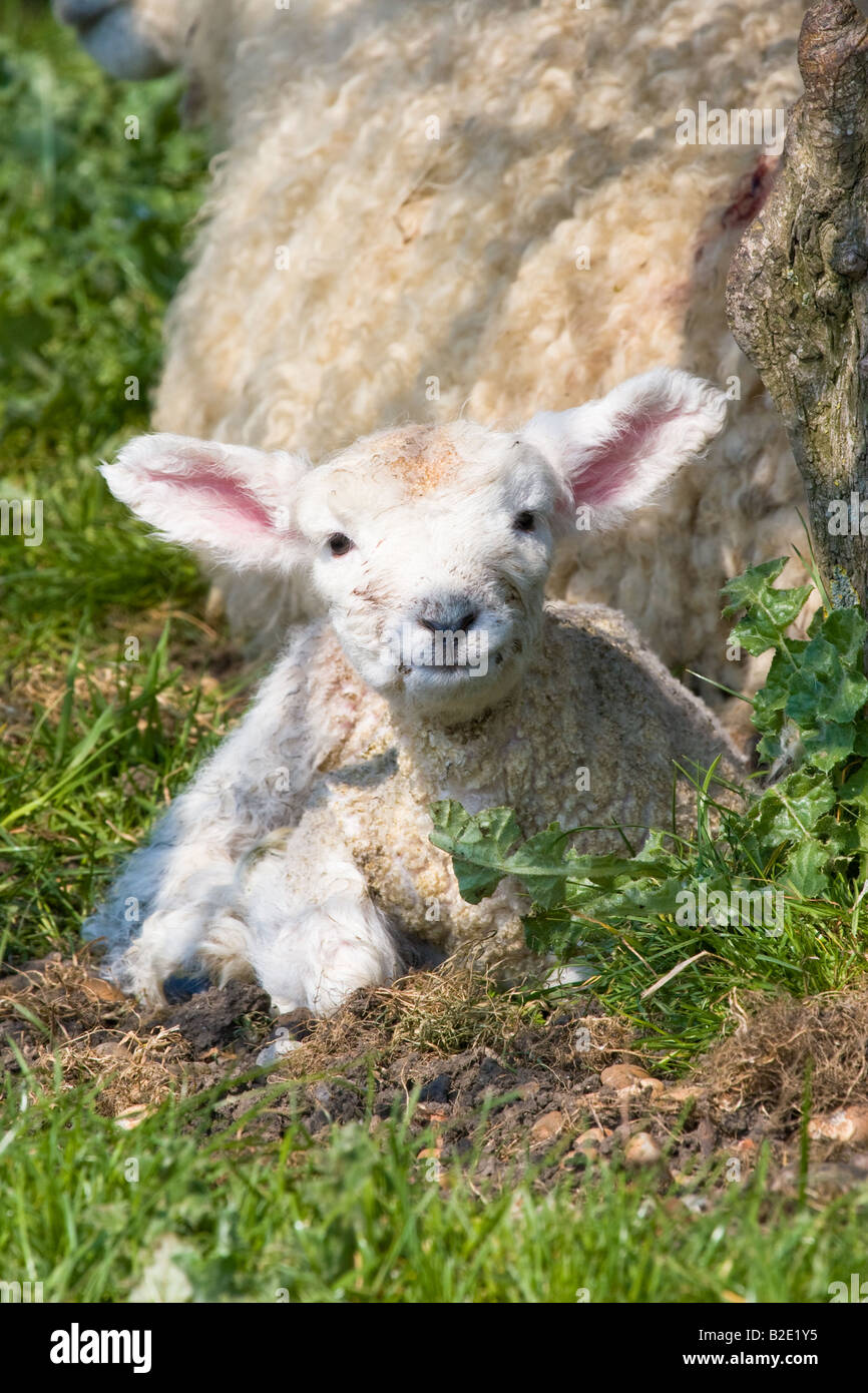 Spring lamb hi-res stock photography and images - Alamy