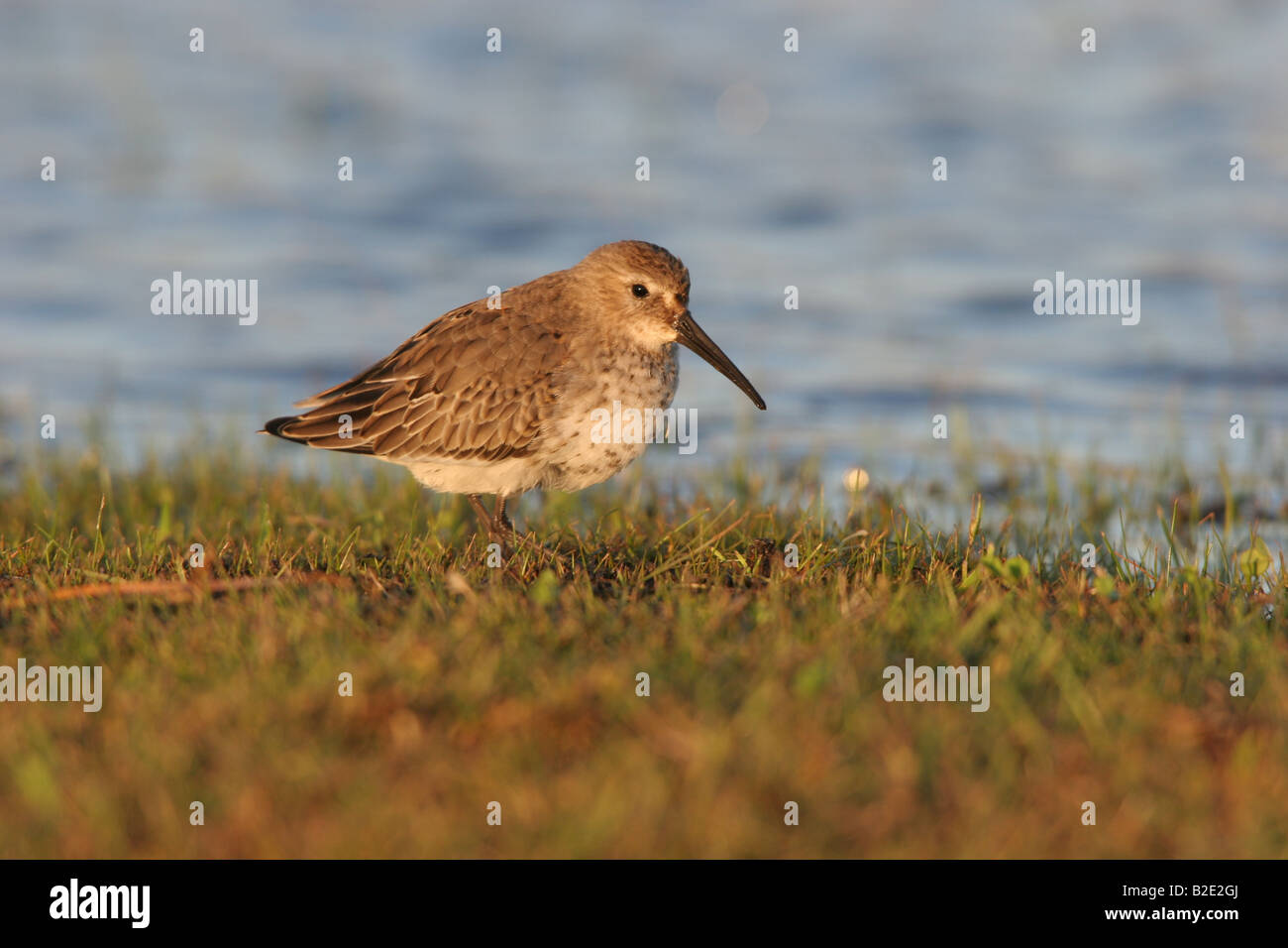 Dunlin non-breeding plumage (Calidris alpina} Stock Photo - Alamy
