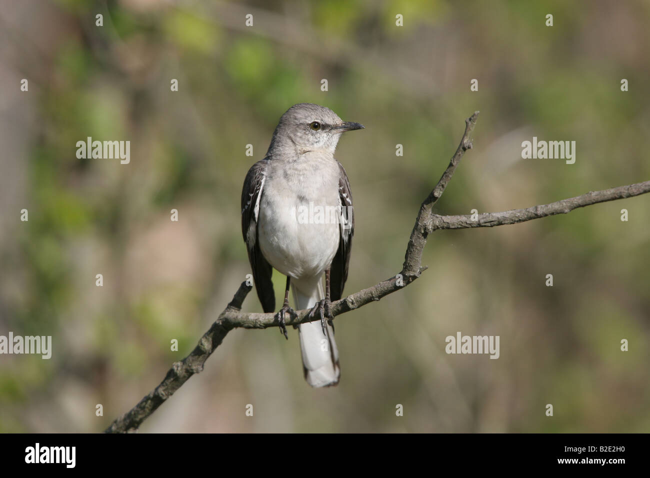 Mock mating hi-res stock photography and images - Alamy