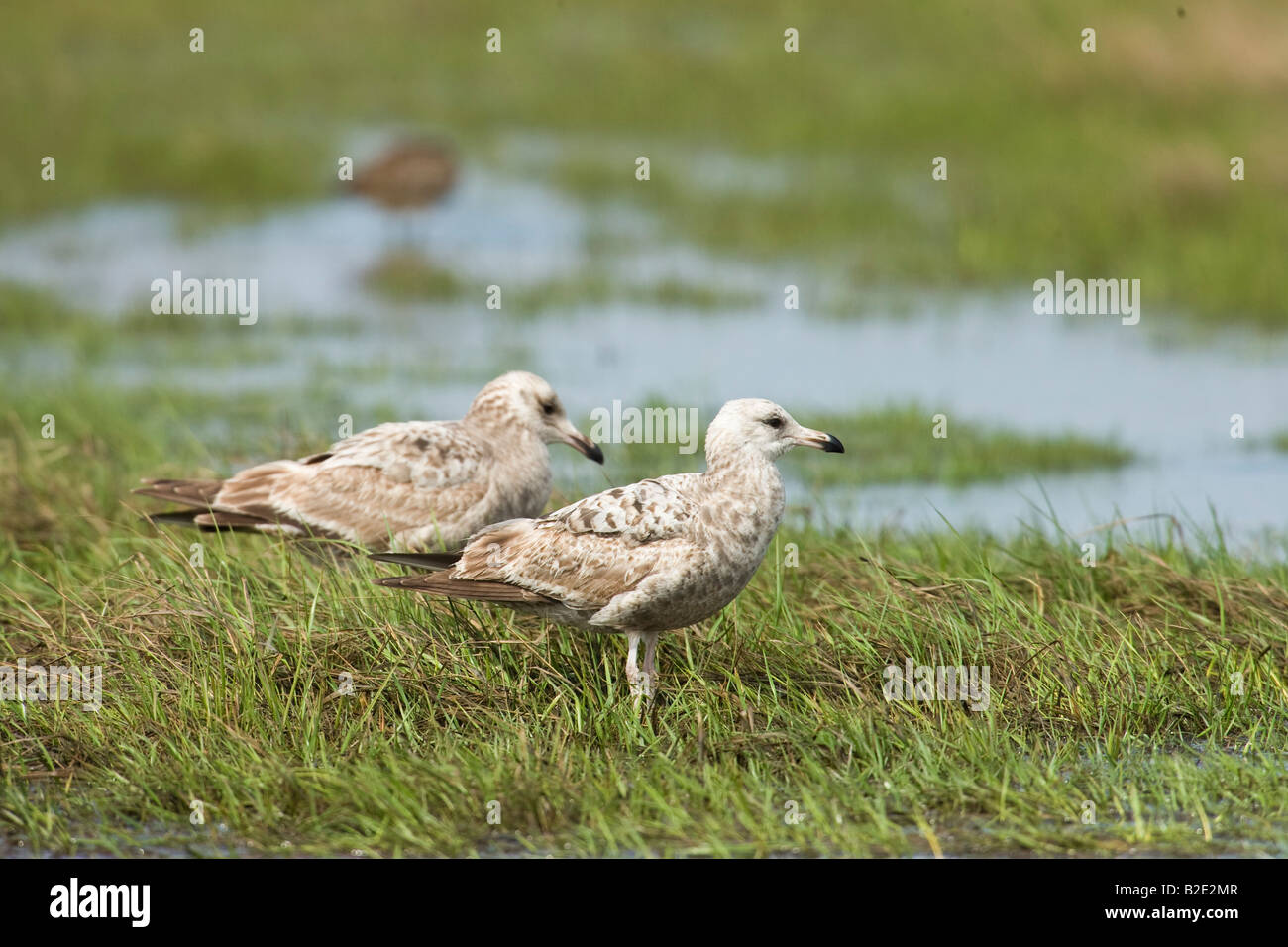 Herring Gull (Larus argentatus Stock Photo - Alamy