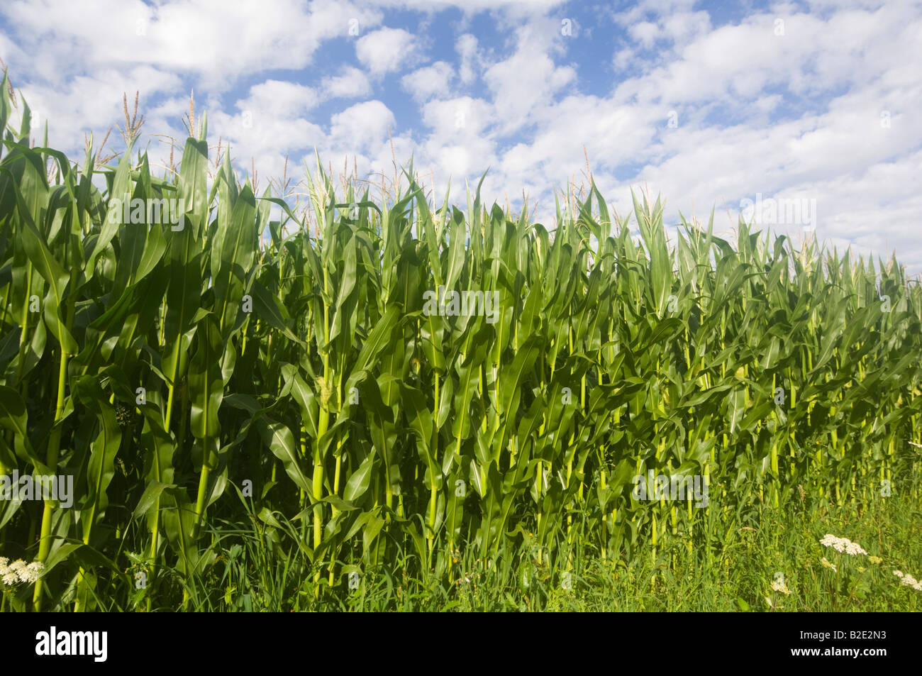 Maize Crop Normandy France Stock Photo - Alamy