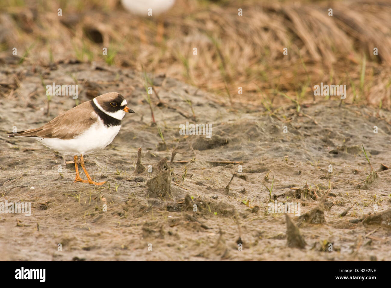 Charadrius species hi-res stock photography and images - Alamy
