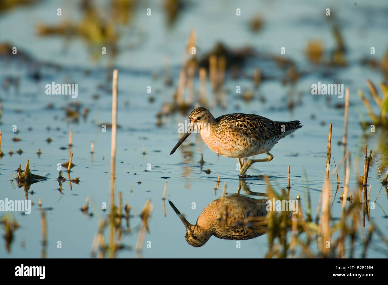 Short billed Dowitcher (Limnodromus griseus Stock Photo - Alamy