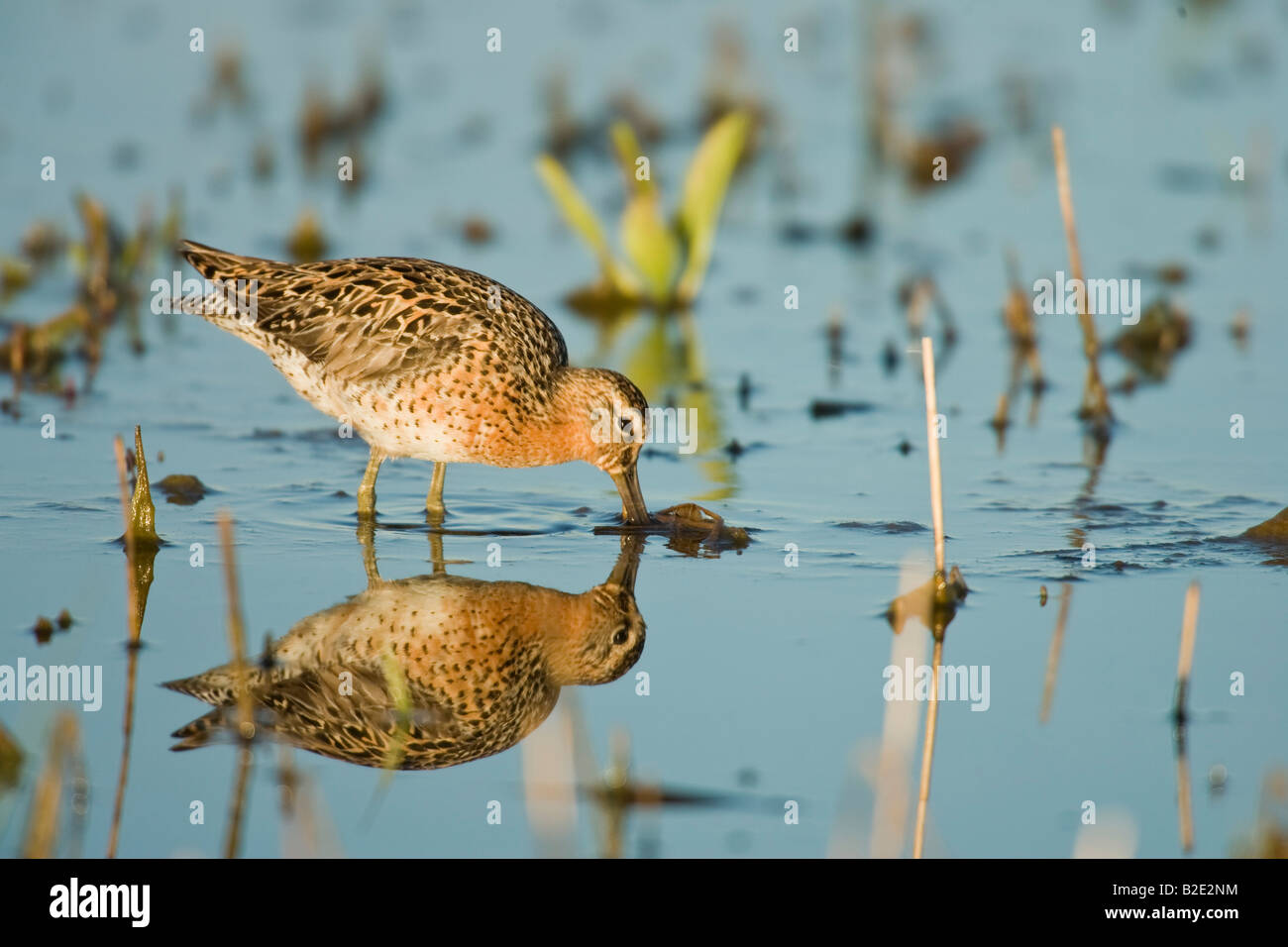 Short billed Dowitcher [Limnodromus griseus] Stock Photo - Alamy