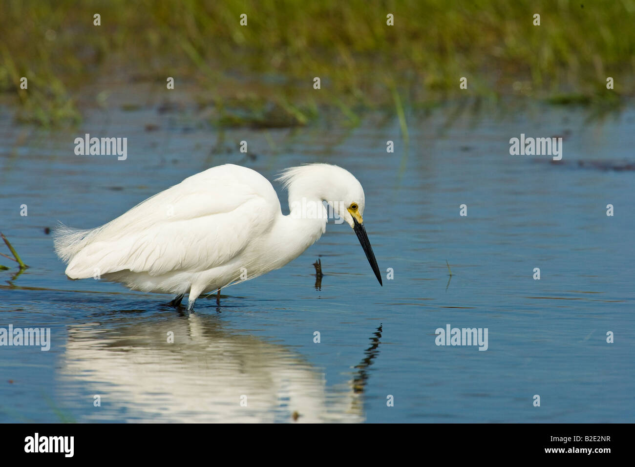 Snowy Egret (Egretta thula Stock Photo - Alamy