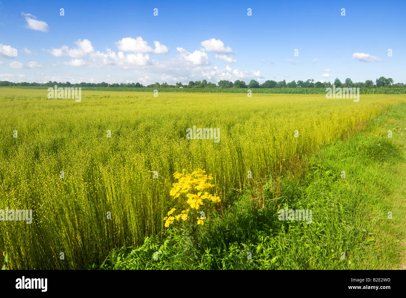 Flax field harvest hi-res stock photography and images - Alamy