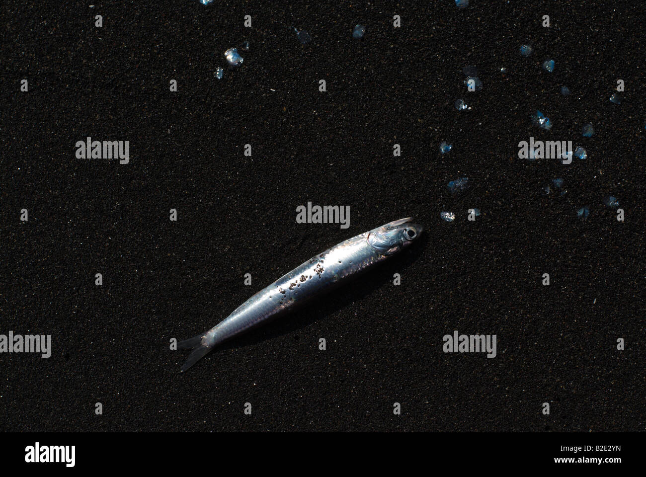 Dead fish beach pollution hi-res stock photography and images - Alamy