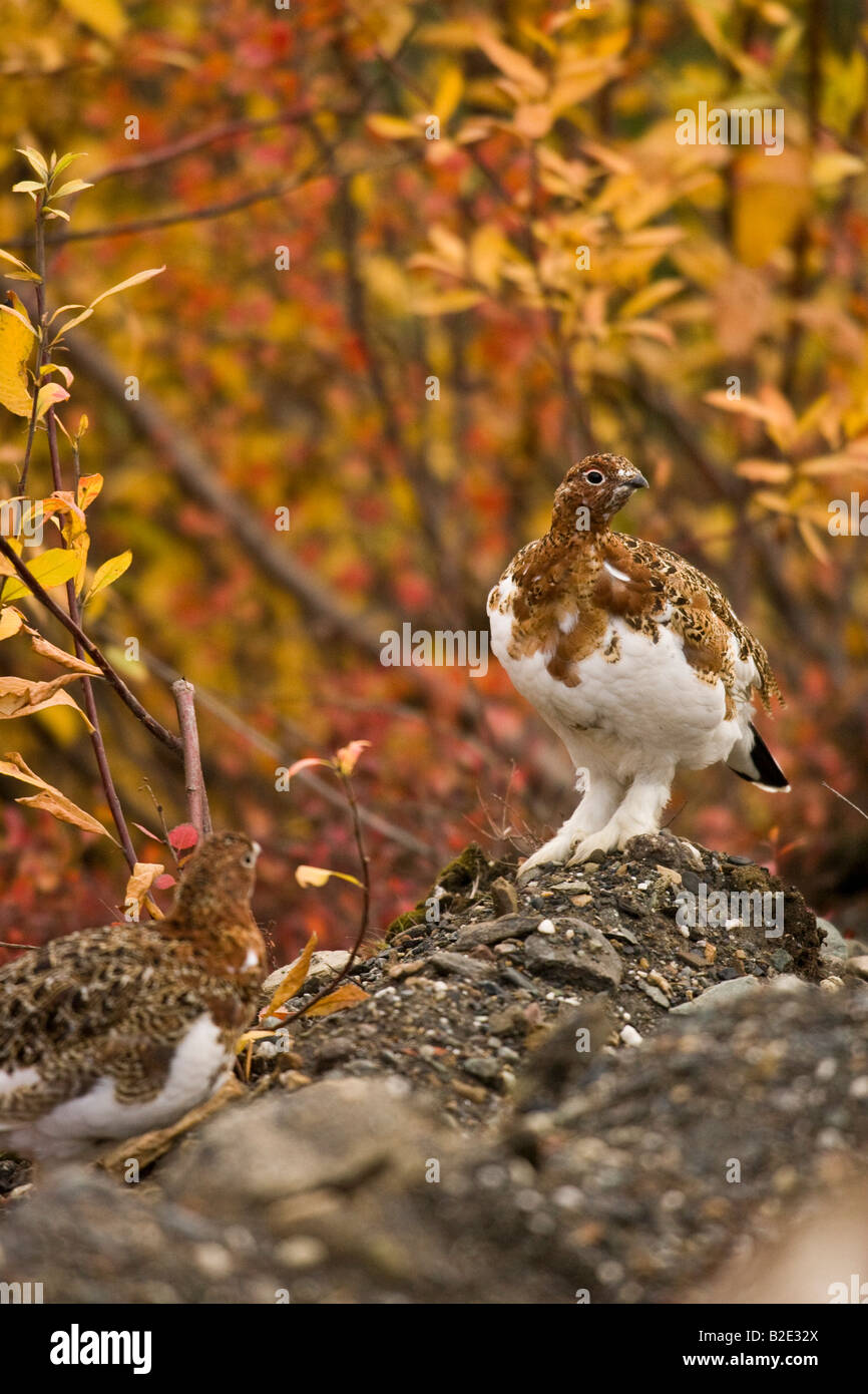 Willow Ptarmigan (Lagopus lagopus) in fall plumage Stock Photo - Alamy