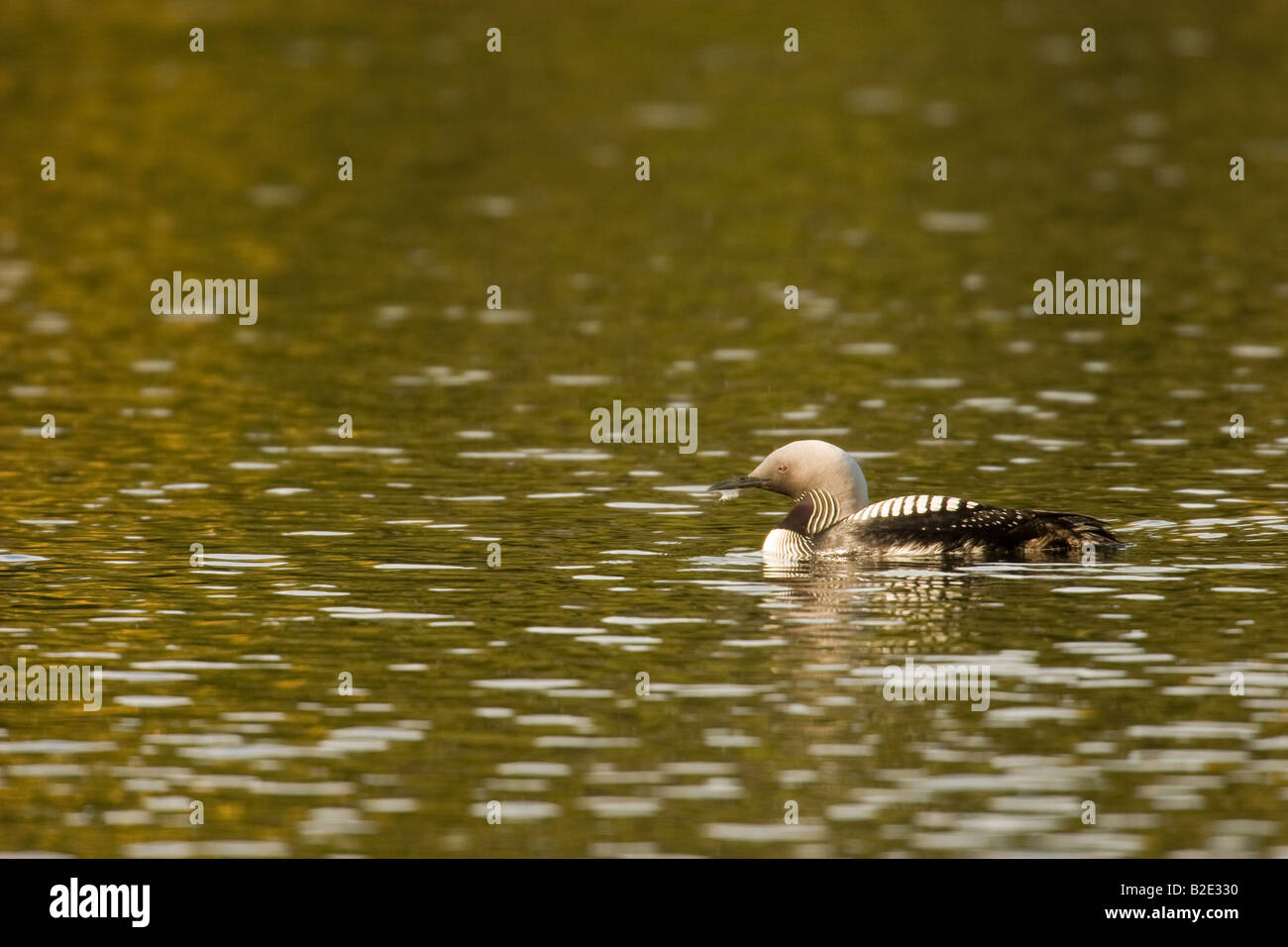 Pacific Loon (Gavia pacifica Stock Photo - Alamy