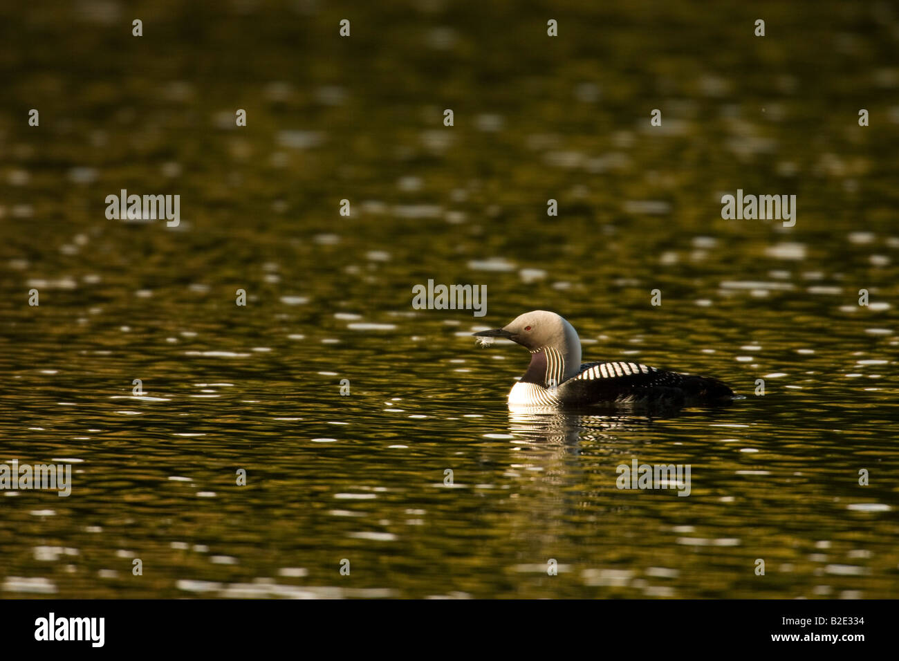 Pacific Loon (Gavia pacifica Stock Photo - Alamy