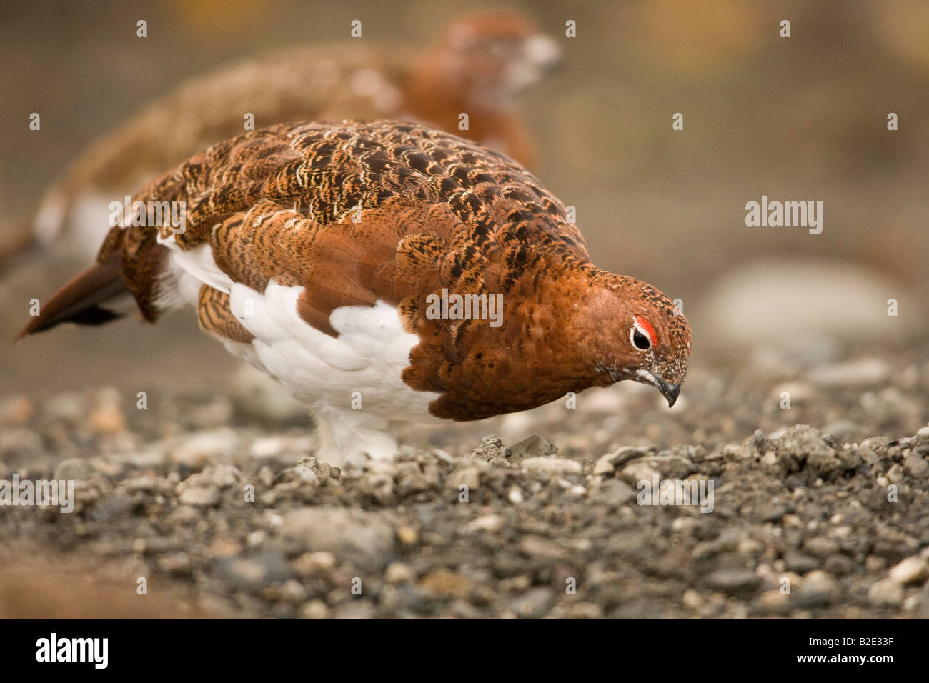 Willow Ptarmigan (Lagopus lagopus) in fall plumage Stock Photo - Alamy