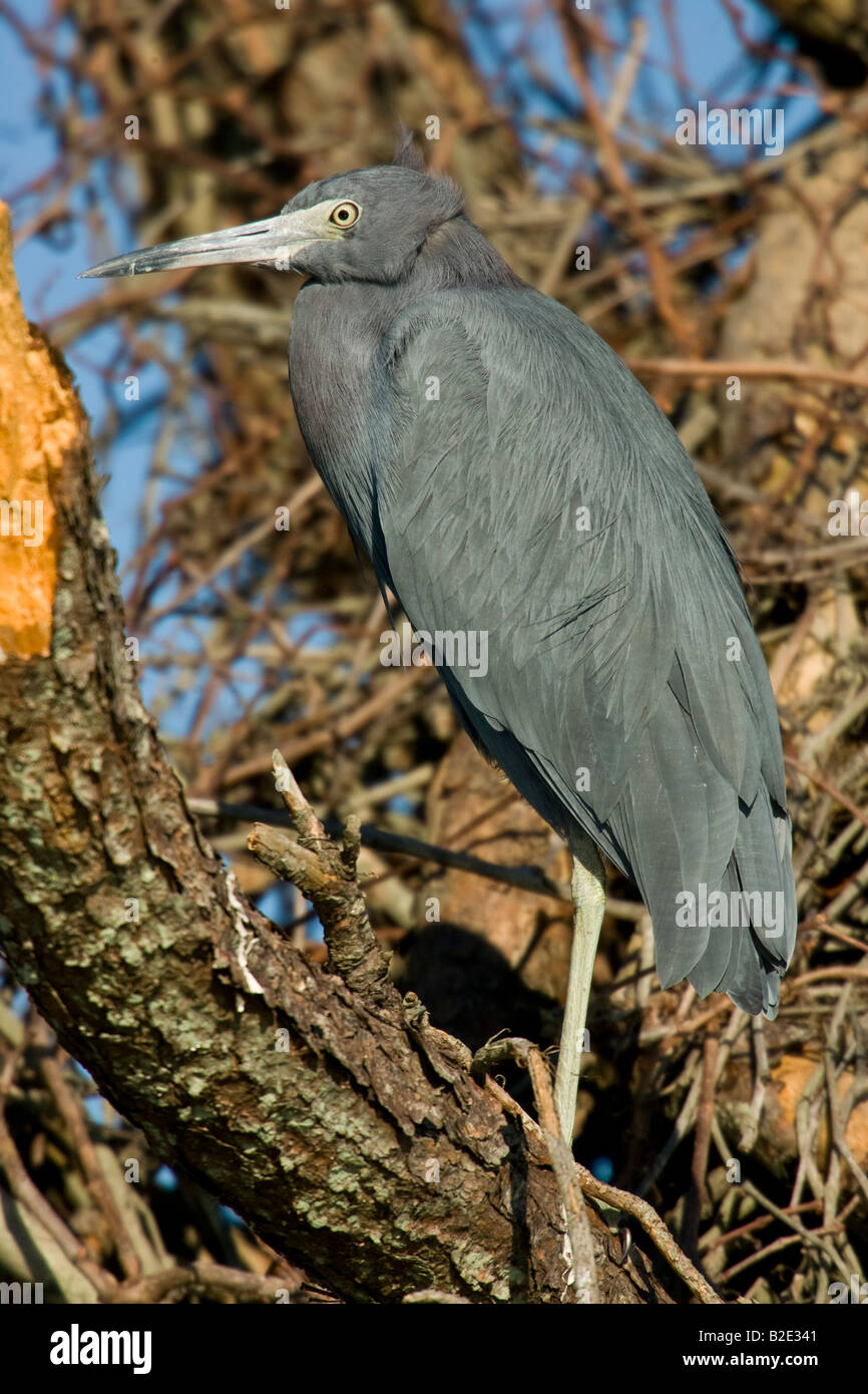 Little Blue Heron (Egretta caerulea Stock Photo - Alamy