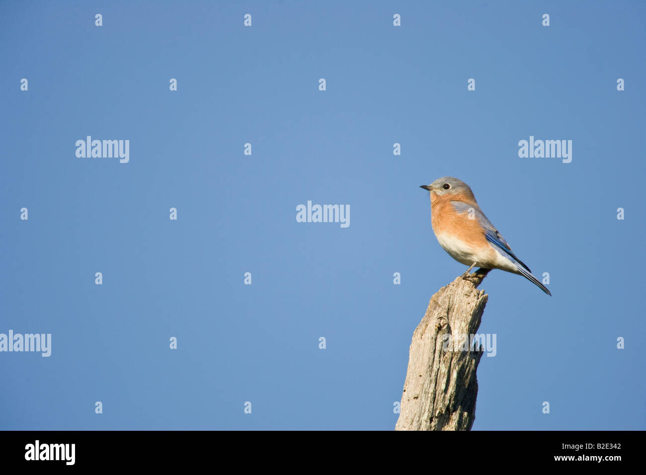 Bluebird species hi-res stock photography and images - Alamy