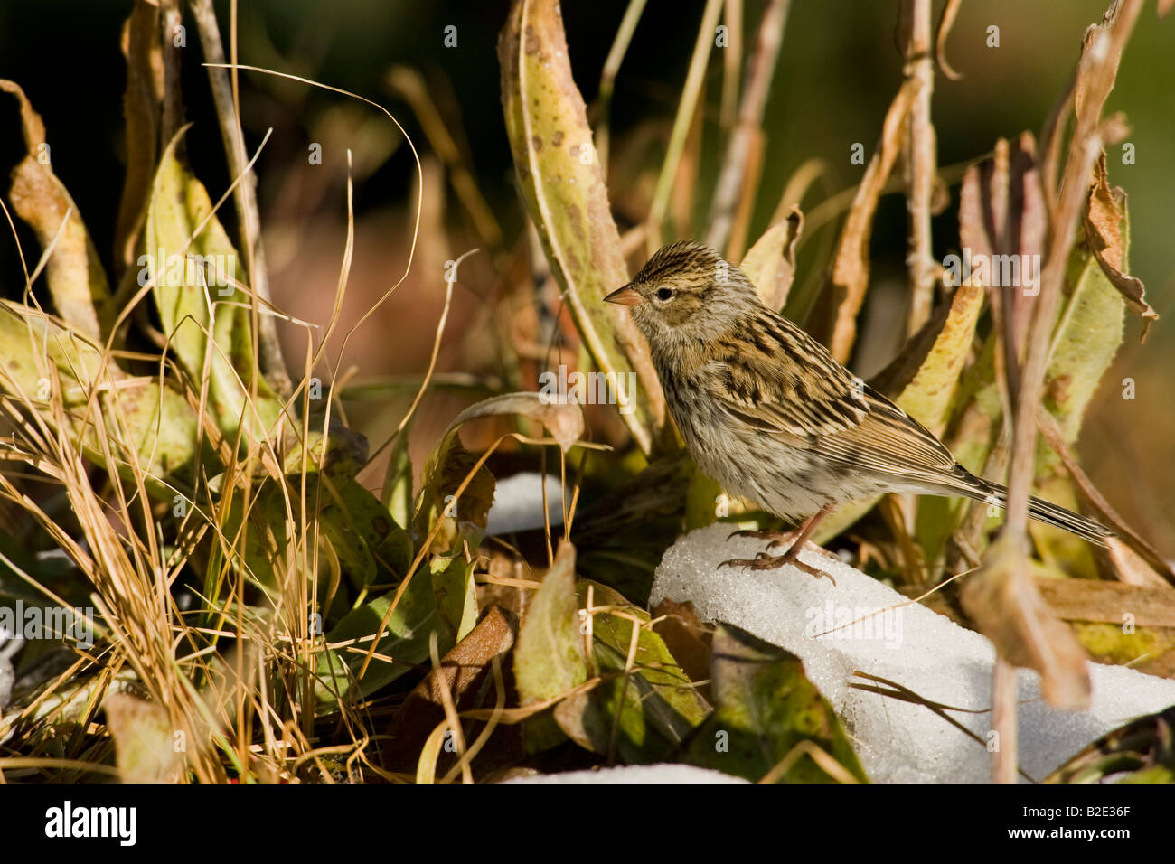 Chipping Sparrow juvenile (Spizella passerina Stock Photo - Alamy