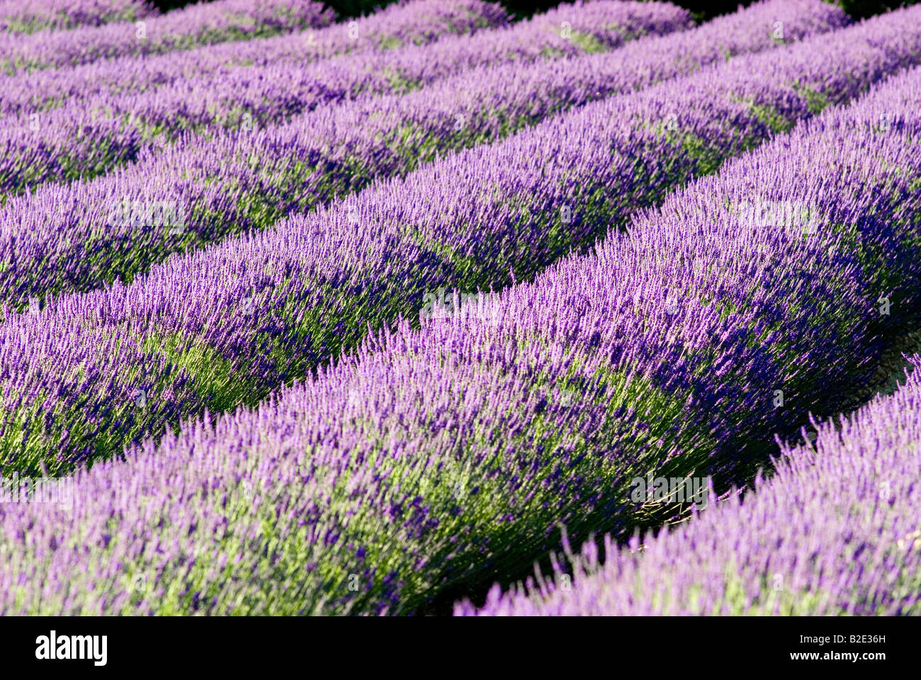 Lavender field at sault hi-res stock photography and images - Alamy