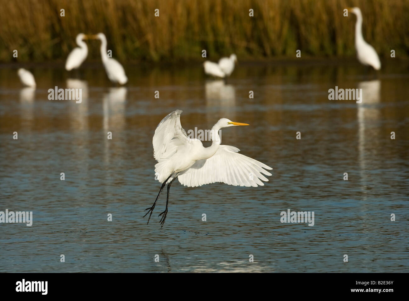 Ardea alba flight hi-res stock photography and images - Alamy