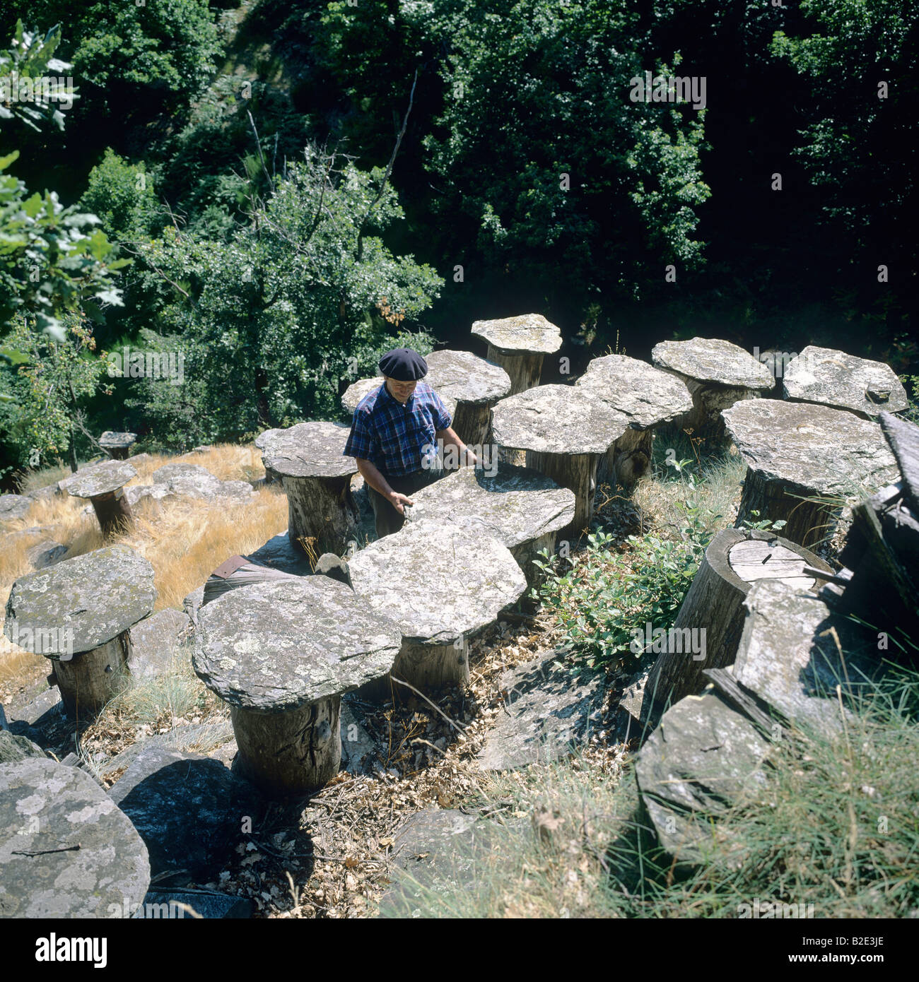 Beekeeper inspects beehives built with chestnut tree trunk and topped ...