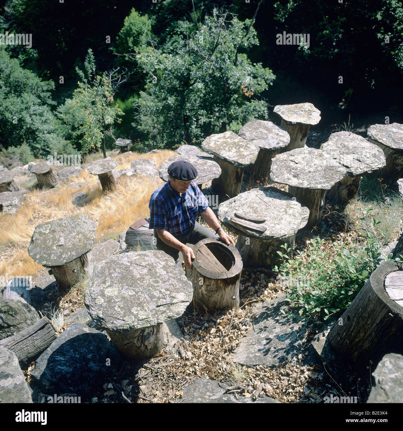 Beekeeper inspects beehives built with chestnut tree trunk and topped ...