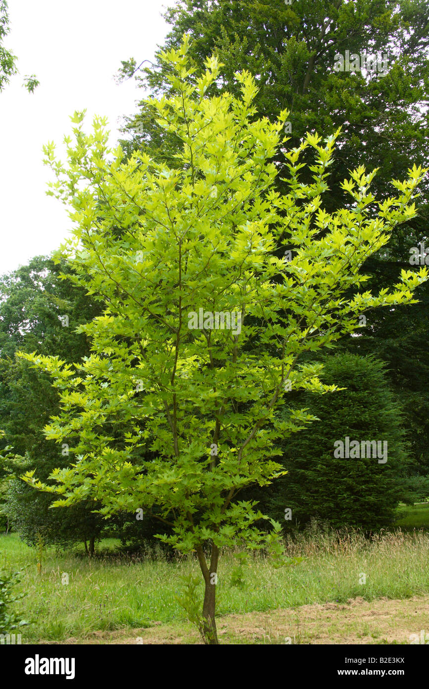 Platinus orientalis hi-res stock photography and images - Alamy