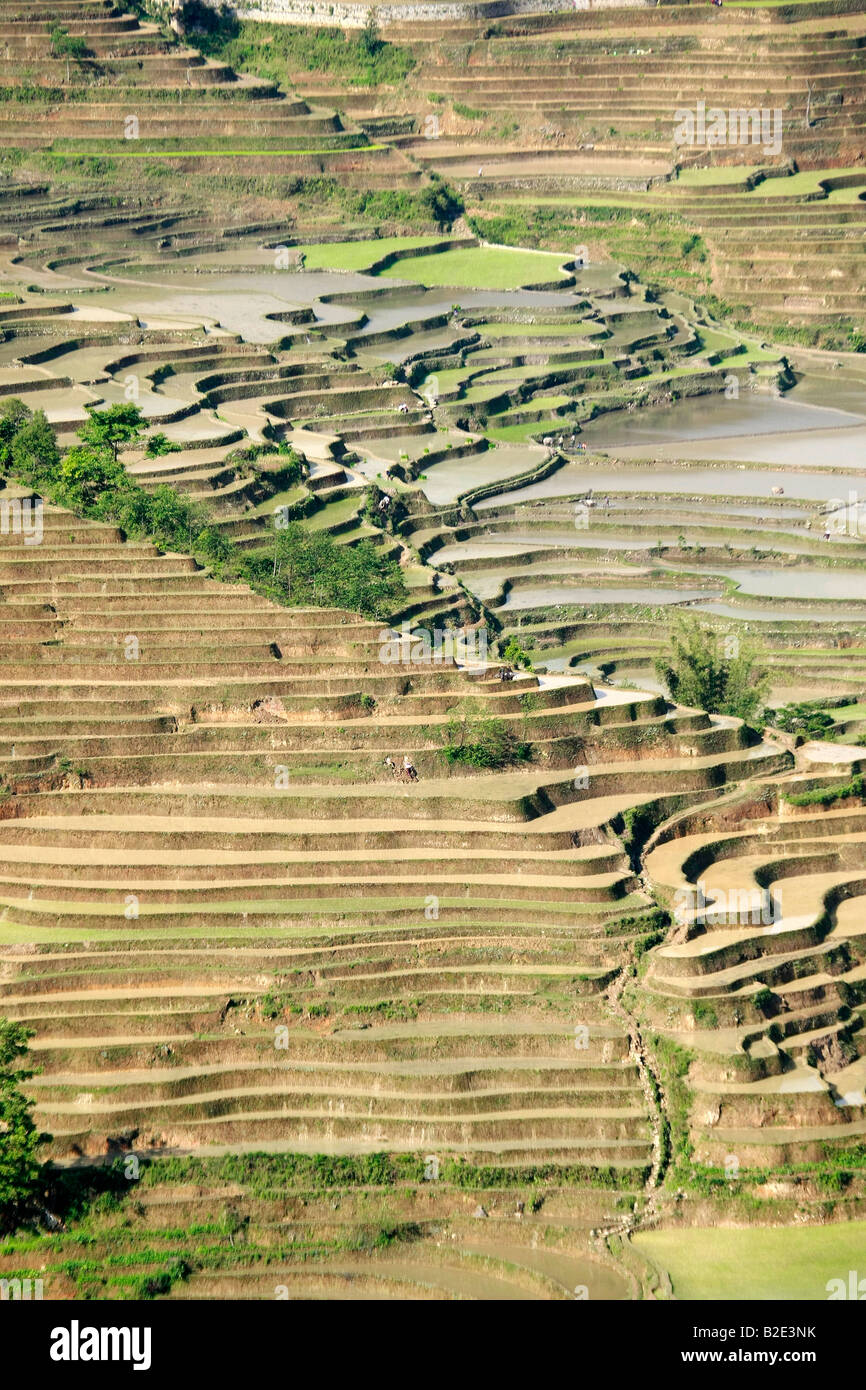 Yuanyang Rice Terraces, Yunnan, China Stock Photo - Alamy