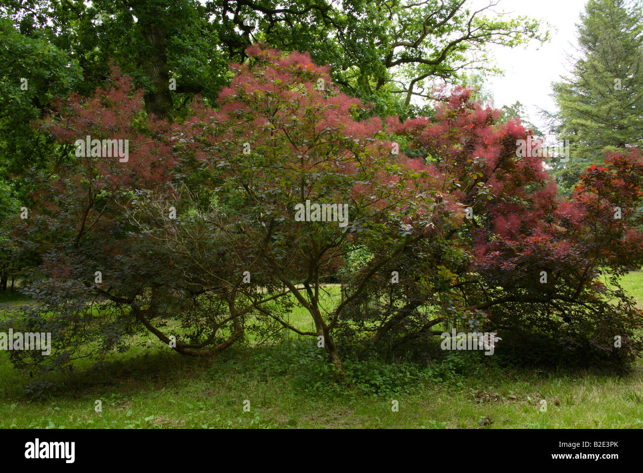 Purple leaved smoke bush hi-res stock photography and images - Alamy