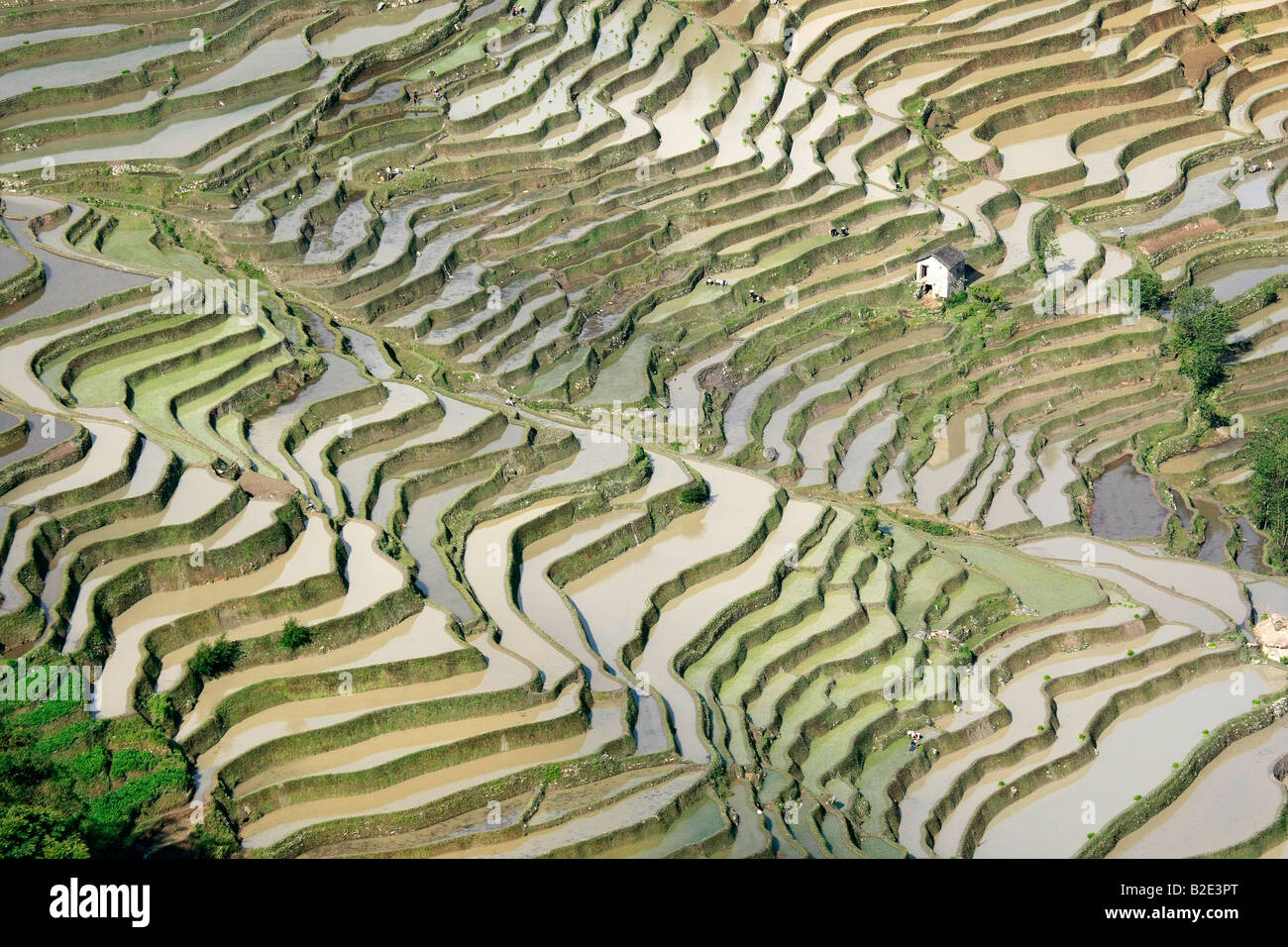 Yuanyang Rice Terraces, Yunnan, China Stock Photo - Alamy