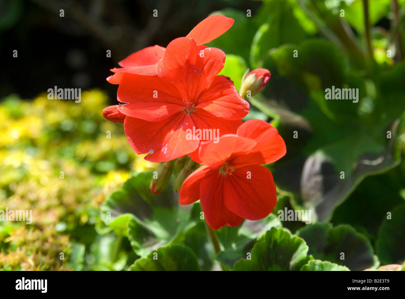 Geranium border hi-res stock photography and images - Alamy