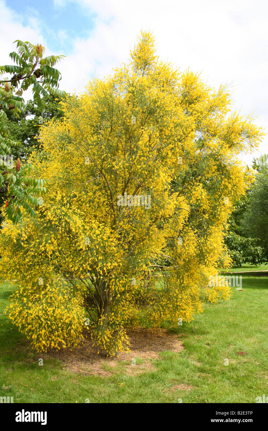 Genista Aetnensis - Mount Etna Broom Stock Photo - Alamy