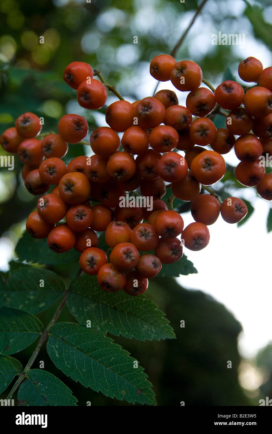 Red rowan sorbus aucuparia hi-res stock photography and images - Alamy