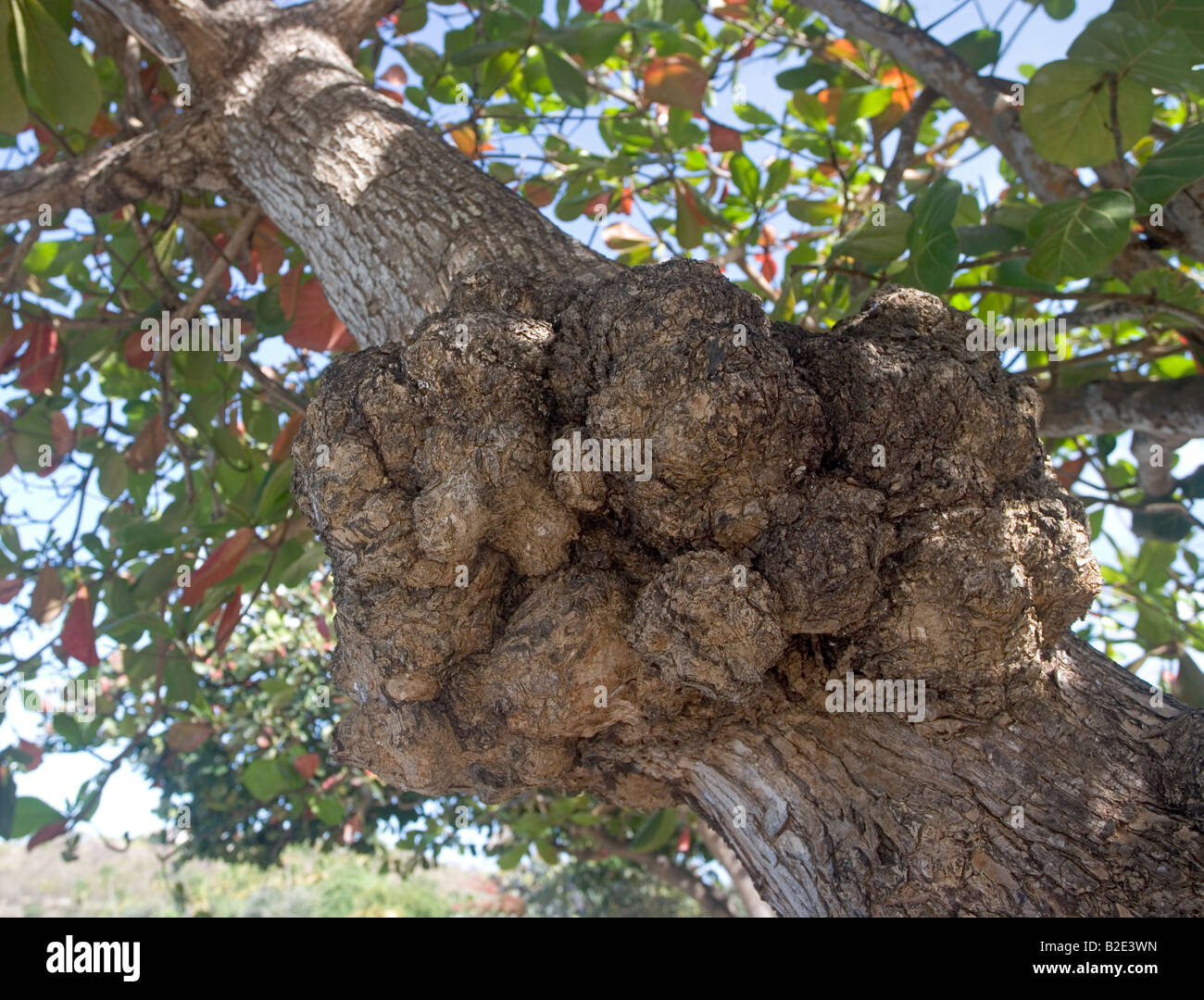 A large burl in an Almond tree on a Caribbean beach in Grenada Stock ...